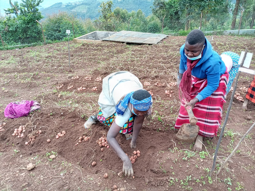 A student inspired by scientists to venture into Irish Potato farming ...